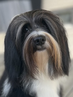 "Judy" - Honungsmåne Juniper and citrus