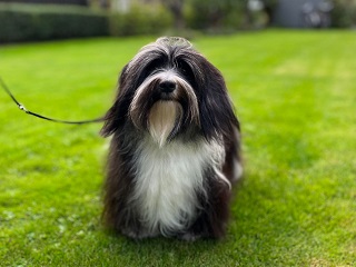 "Judy" - Honungsmåne Juniper and citrus